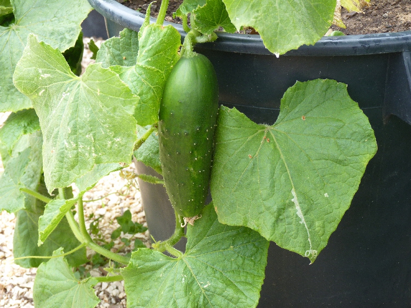 How to Grow Cucumbers in Containers - EnkiVeryWell