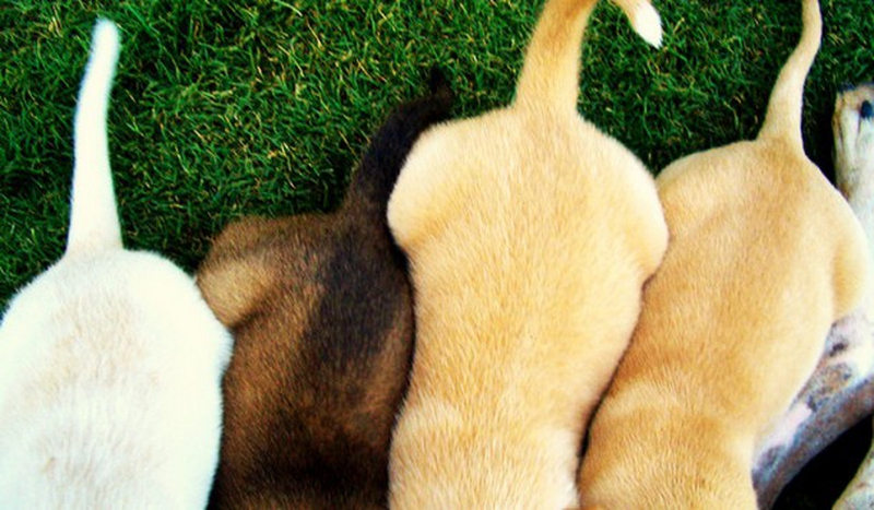 Dog Tail Tucked Shaking: Why and How to Care - EnkiVeryWell