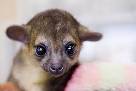 10 Animals That Have Big Eyes - EnkiVeryWell