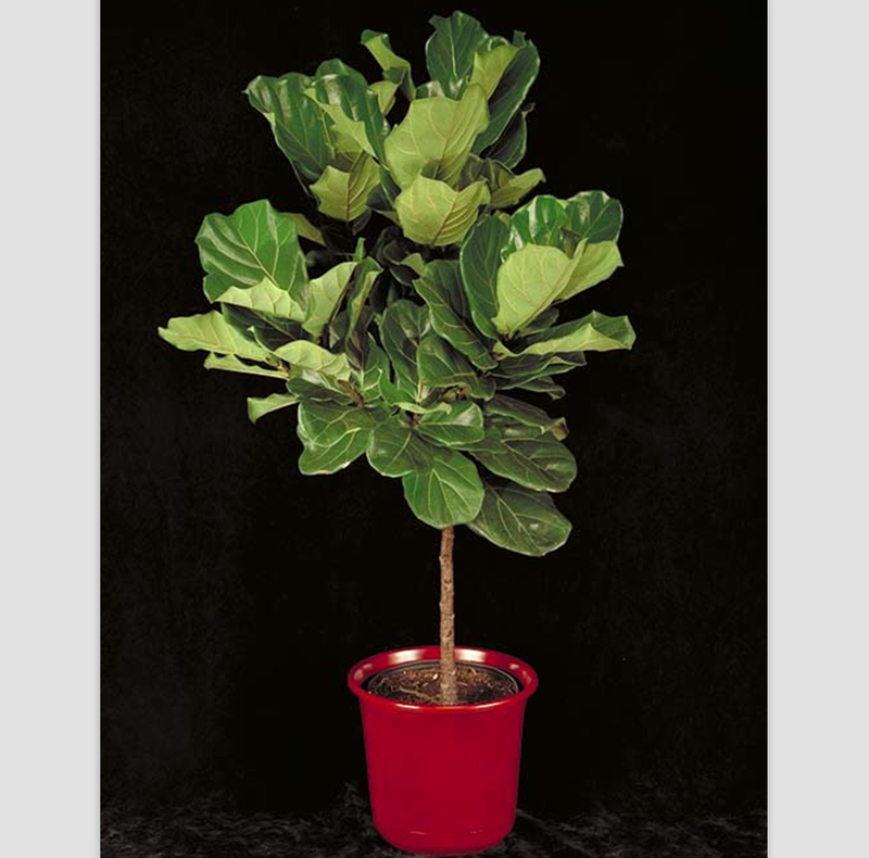 Fiddle Leaf Fig Tree Basics and Care Tips - EnkiVeryWell