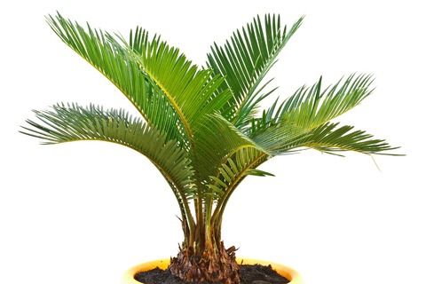 How to Grow Indoor Palm Trees and How to Care - EnkiVeryWell